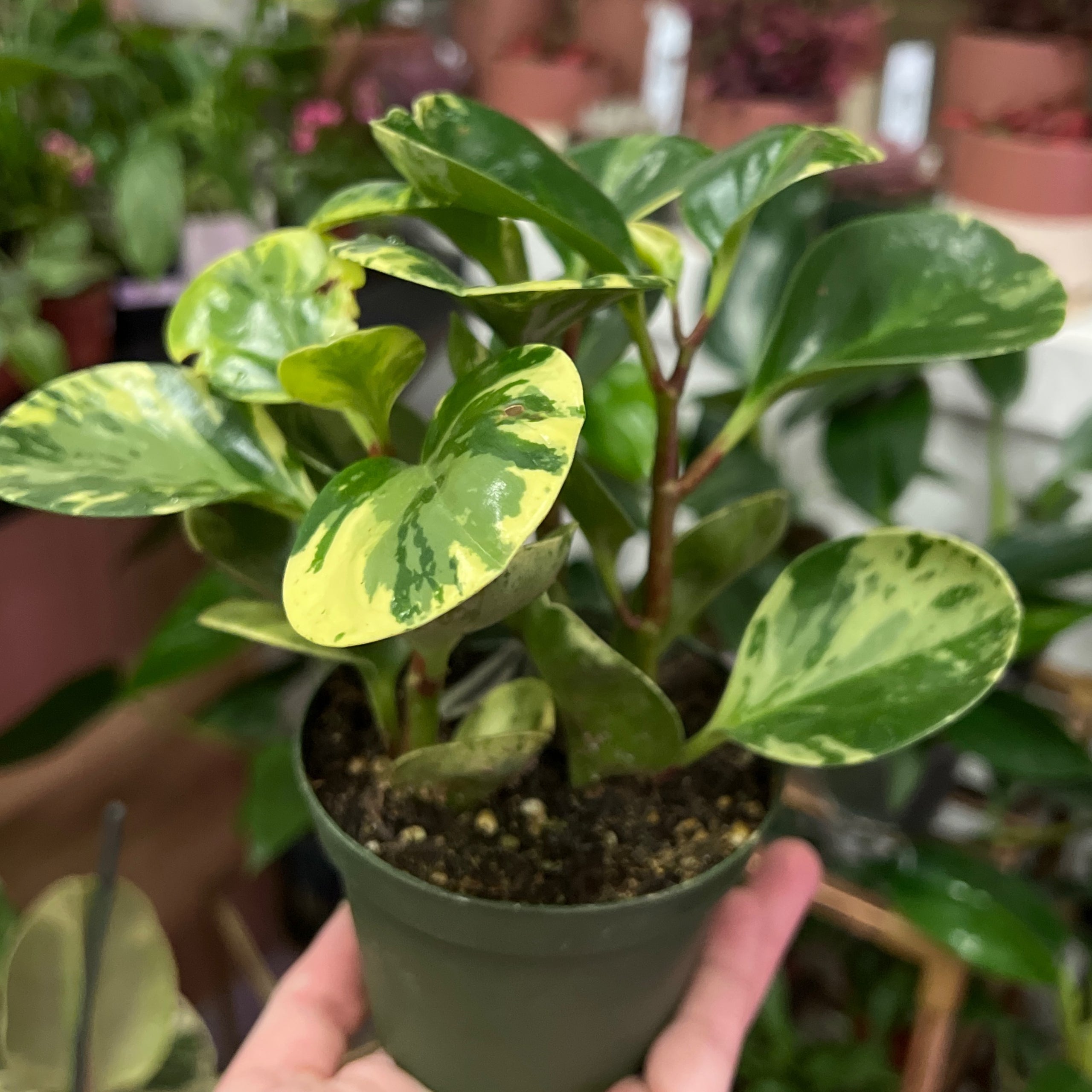 Peperomia Marble | Bloomsgiving